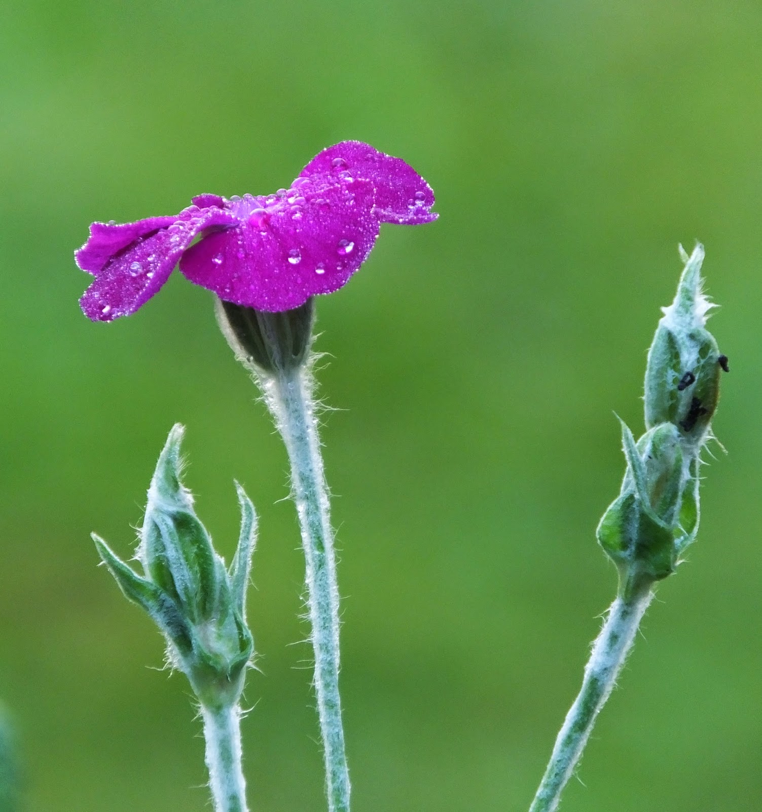 Saran mökissä ja puutarhassa: Harmaakäenkukka
