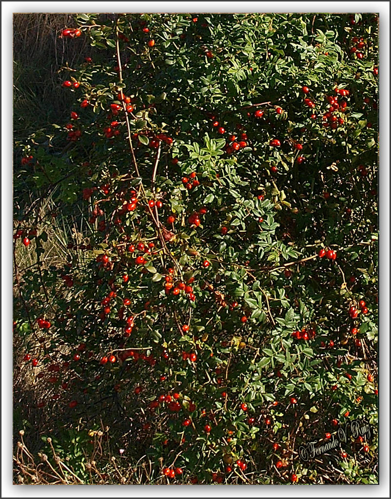Plantas de La Rioja: Rosal silvestre o Escaramujo (Rosa canina)