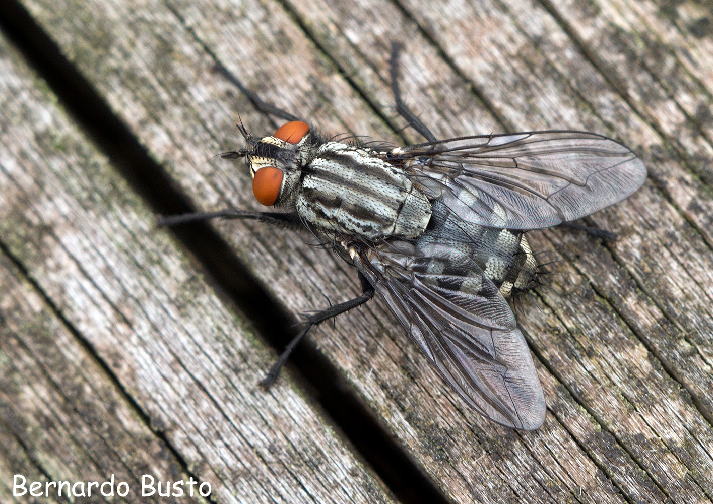 RÍA DE LA VILLA: abril 2015