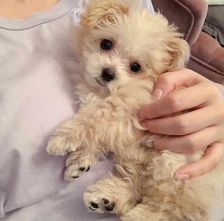 Kyary's world: ¡Nueva mascota de Kyary!