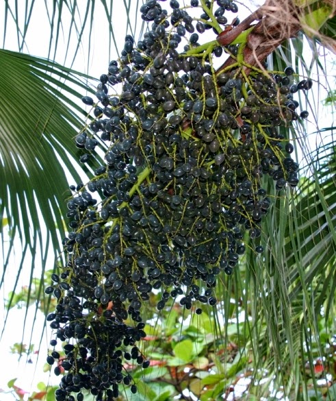 Taste Nature - Superfood & Tropenfrüchte: Acai Beeren und ihre Power