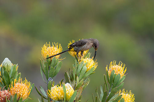 Stories from Blue Hill Escape: In search of Sugarbirds on the Prince ...