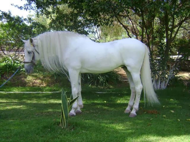 JOSÉ MARÍA SÁNCHEZ OSUNA: CARACTRERÍSTICAS DEL CABALLO ESPAÑOL
