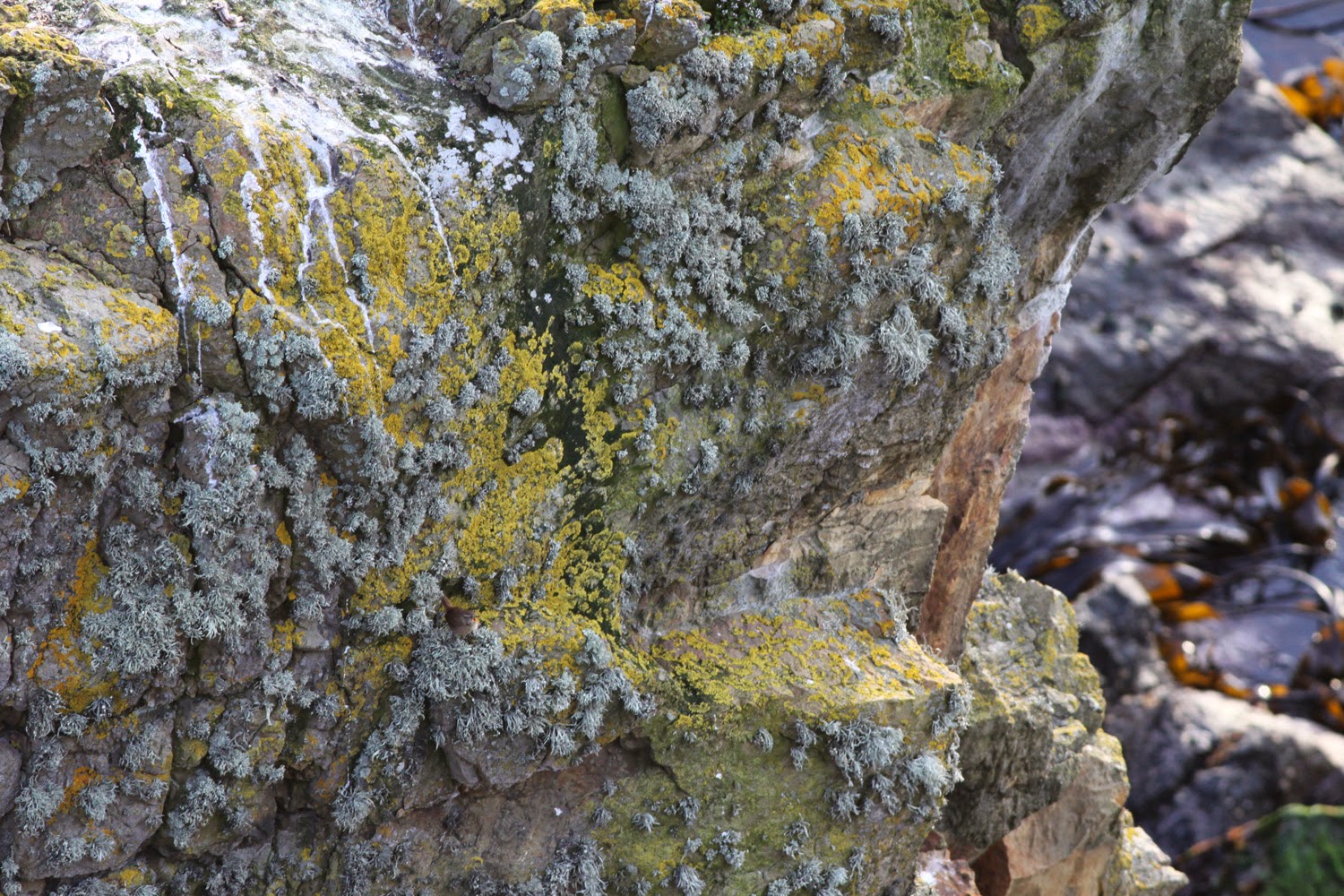 Fair Isle Bird Observatory: the Warden's diary