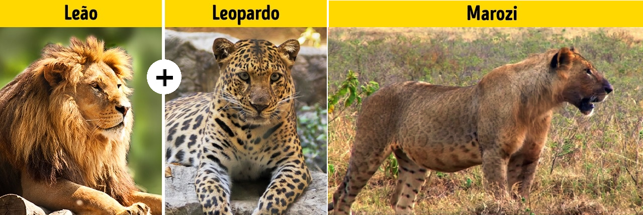 BIBOCA AMBIENTAL : ANIMAIS HÍBRIDOS