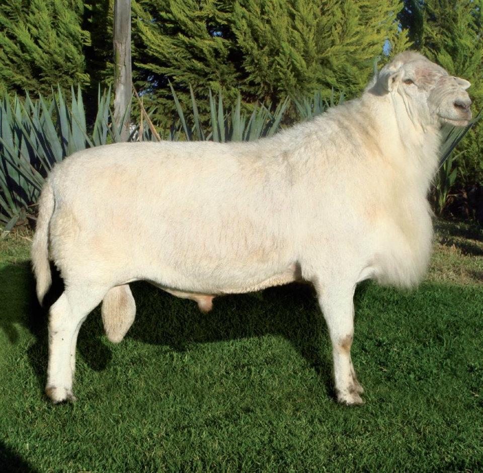 Granja El Nogal: Katahdin