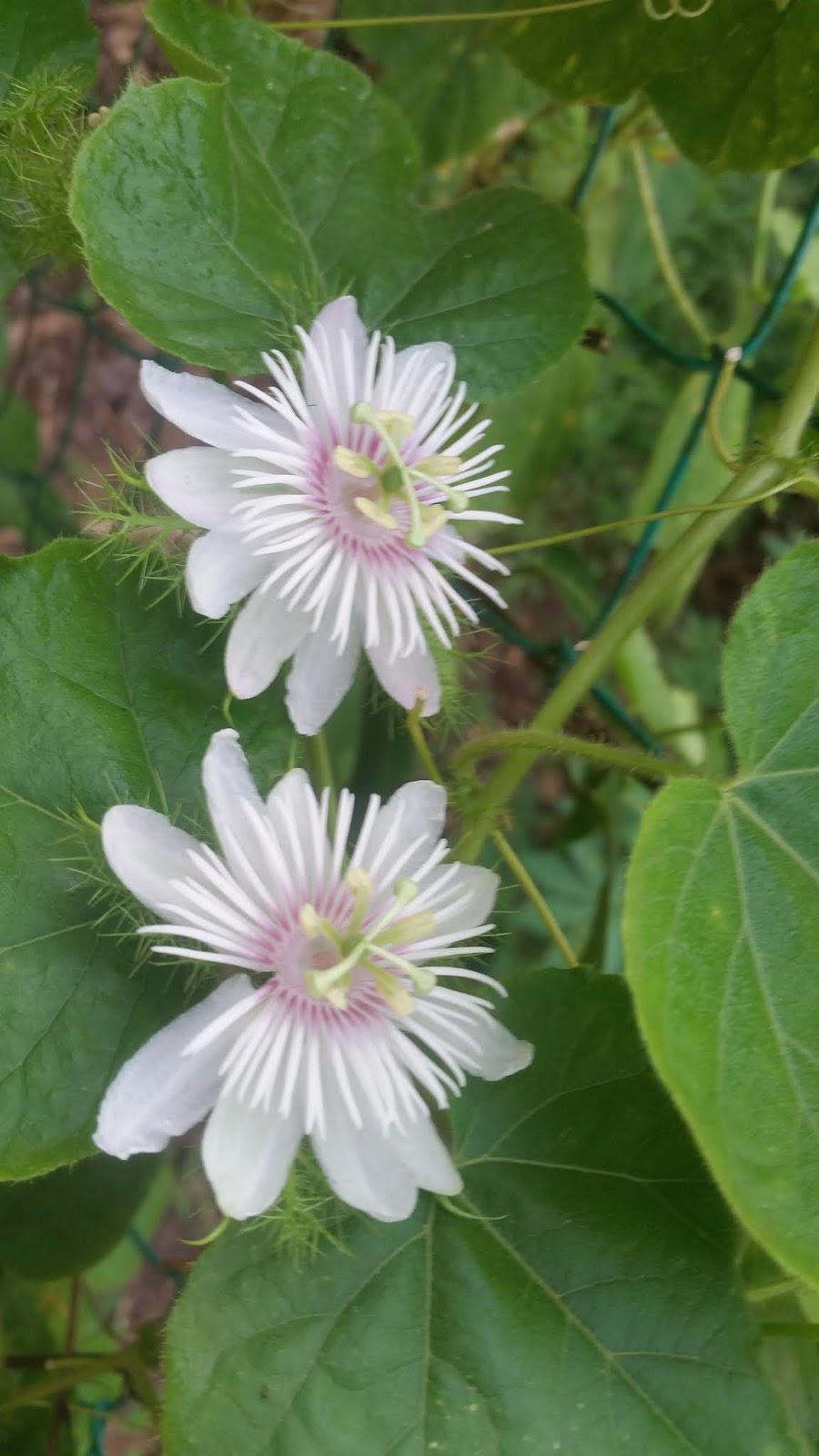 Warisan Petani: WW 115 : Bunga Letup-letup Ulat Bulu