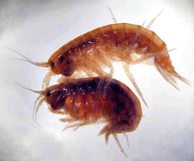 The Pest Advice: Gammarus - Large Flea Shaped 'Bugs'?