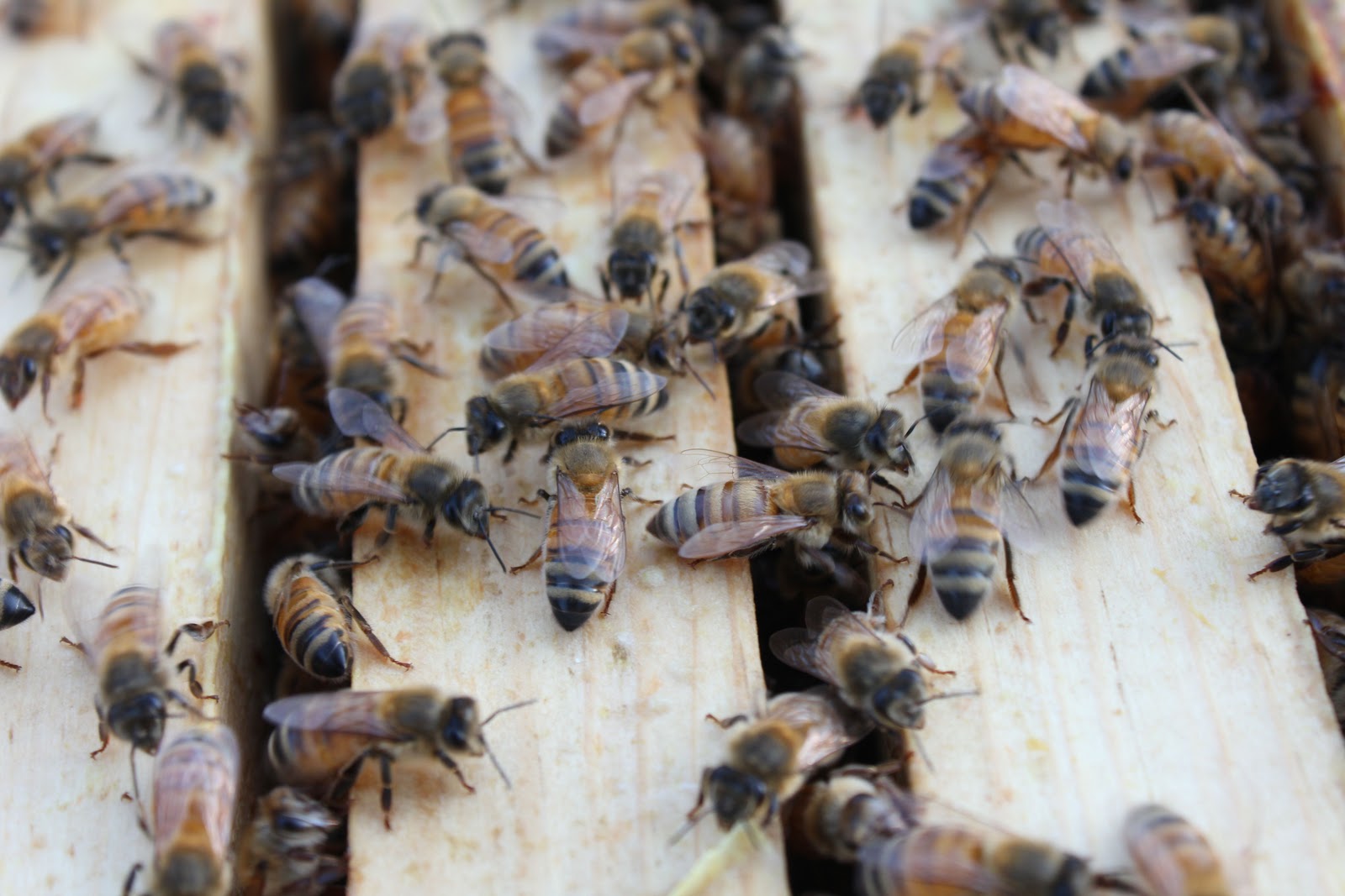 Squash Blossom Farm: Bee-autiful!