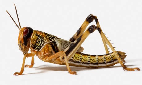 Primary New Testament: Lesson 3: John the Baptist Prepared the Way for ...