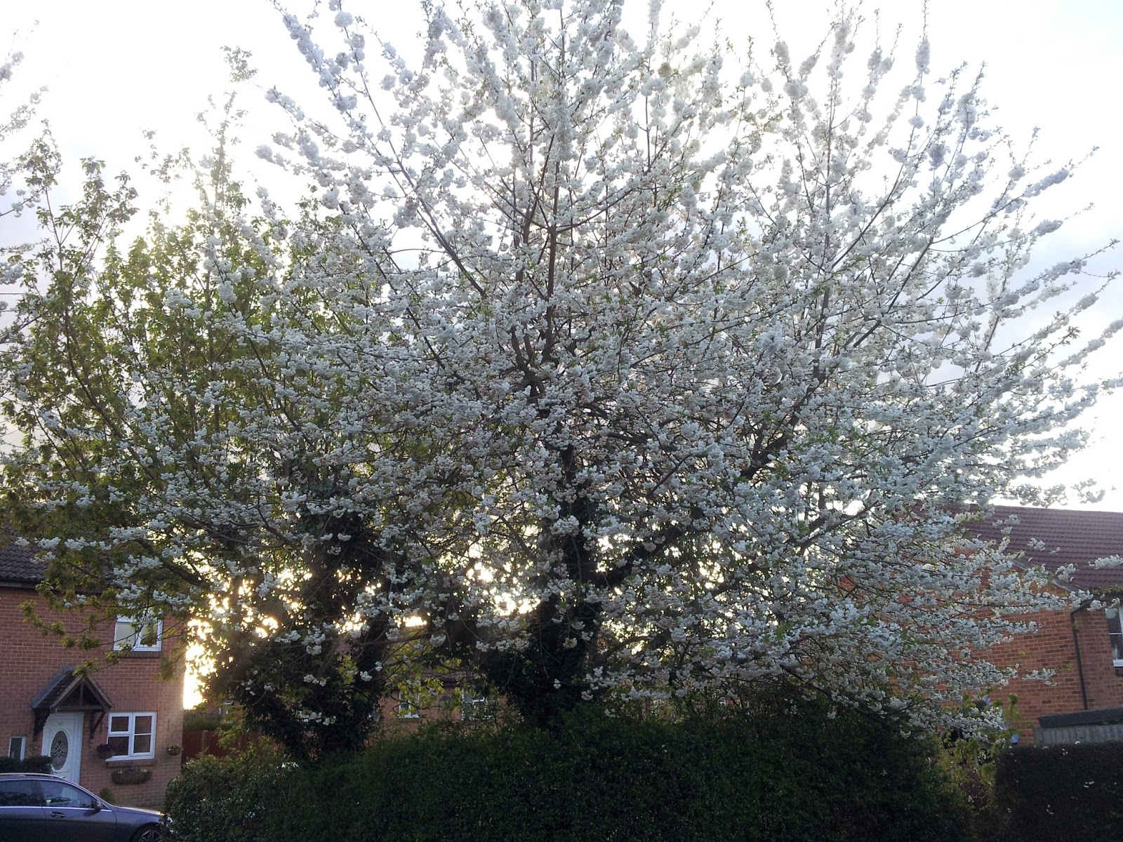 While We Wait For The Summer - Mookie's Life