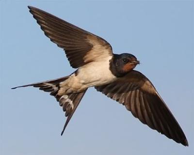 Sideriska siktet: Det laddade ordet svala