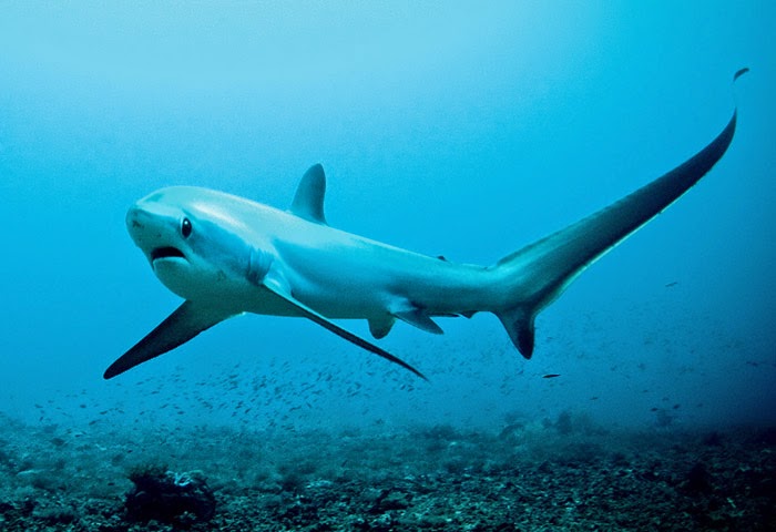 Tiburones en Galicia: Colas de zorro (fam. Alopiidae)