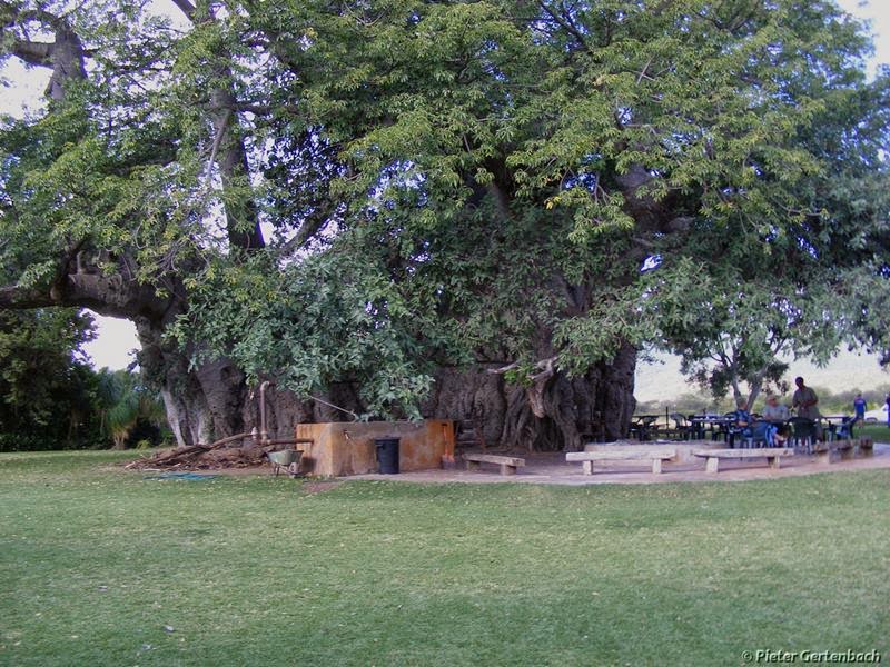 The Sunland Big Baobab | The Bar inside the Trunk of the Tree