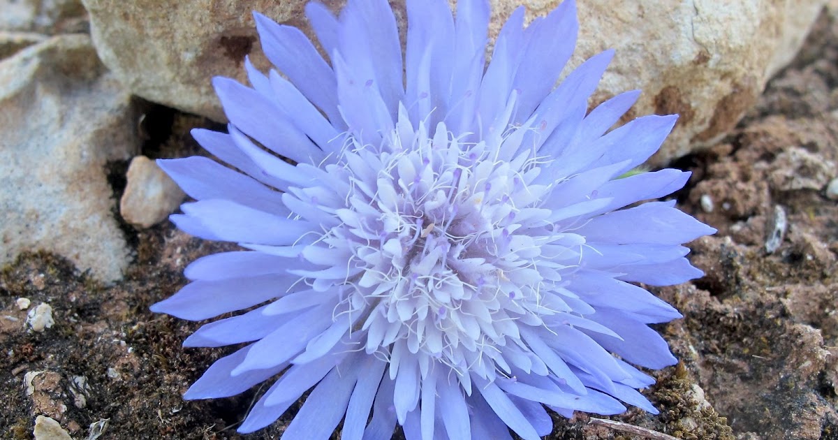 FLORA NEL SALENTO e.. anche altrove: Knautia integrifolia (L.) Bertol ...