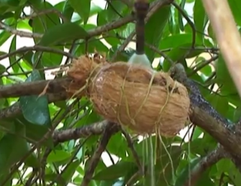 Cara CANGKOK Tanaman Dengan Sabut Kelapa - Tips dan Trick