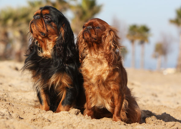 dog side stories: English Toy Spaniel / King Charles Spaniel ( Κινγκ ...