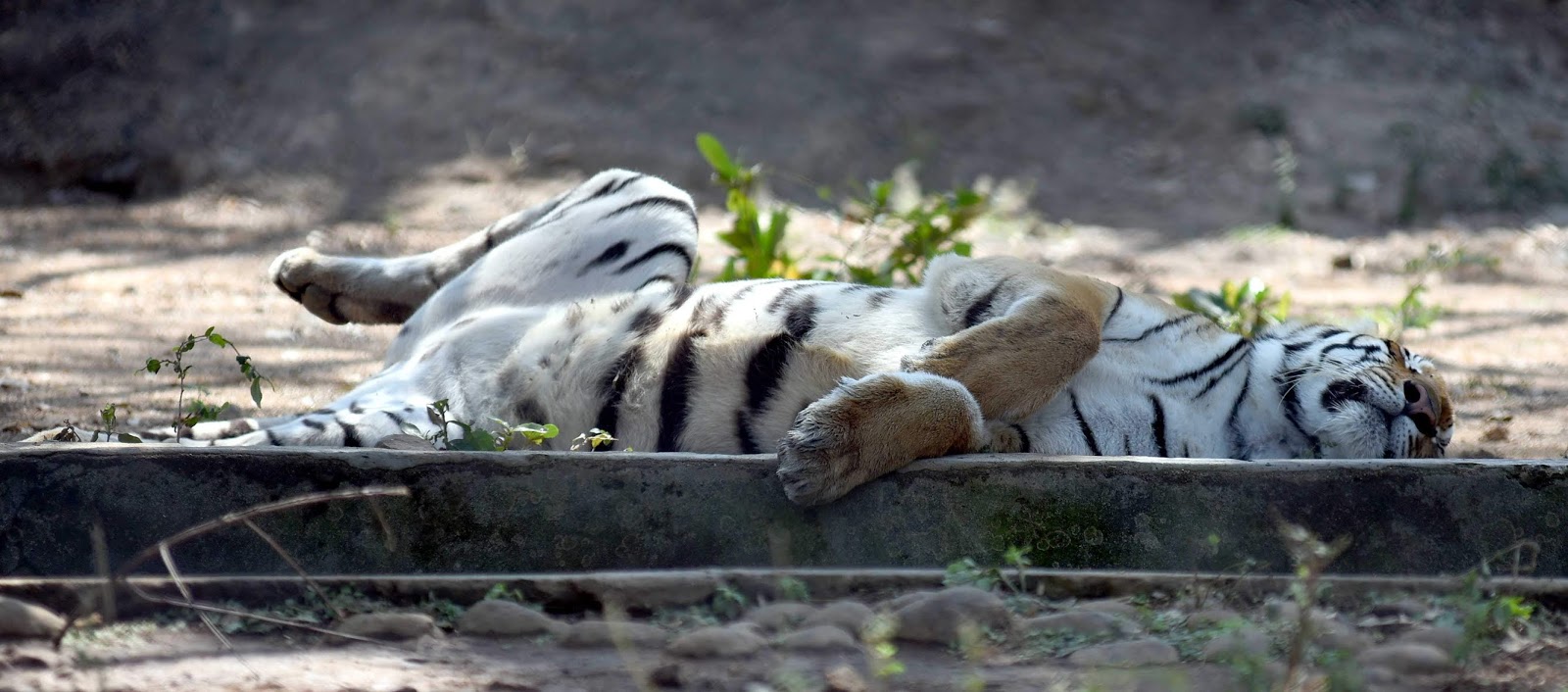 Vandalur zoo visit in Arignar Anna Zoological Park, Vandalur, Chennai ...