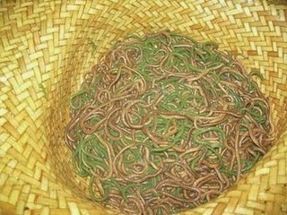 Tradisi Bau Nyale di Lombok - LOMBOKITE