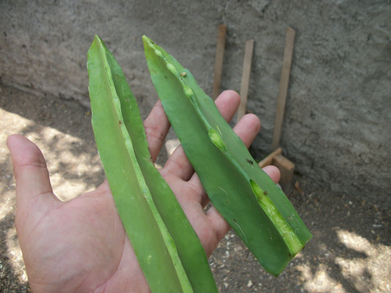 CRIADOR DE LA TORTUGA DE TIERRA,GOPEHRUS BERLANDIERI: COMIENDO JACUBES