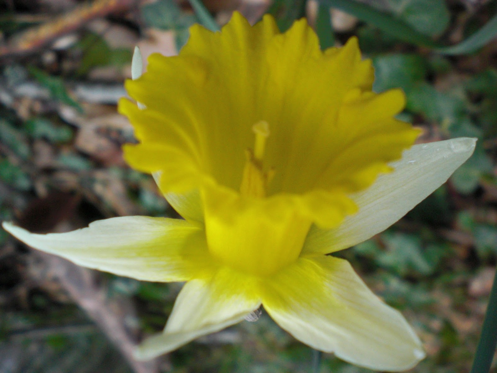 Perfumes y luces de Extremadura: Narciso, Narcissus Pseudonarcissus.