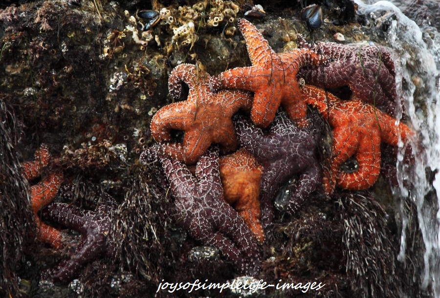 The Joys of Simple Life: Starfish: Strength in Numbers