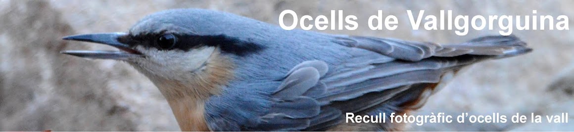 Ocells de Vallgorguina: Bitxac rogenc