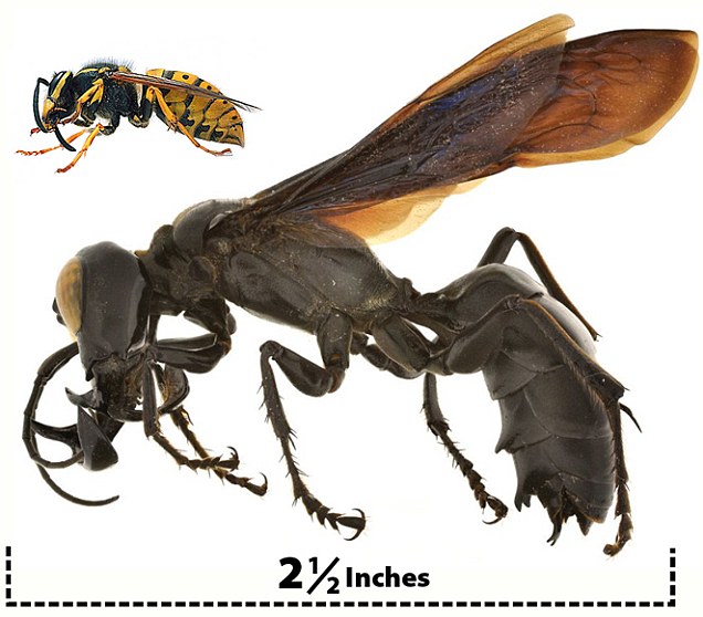 Newly-discovered Wasp in Indonesia Is the Biggest One in the World