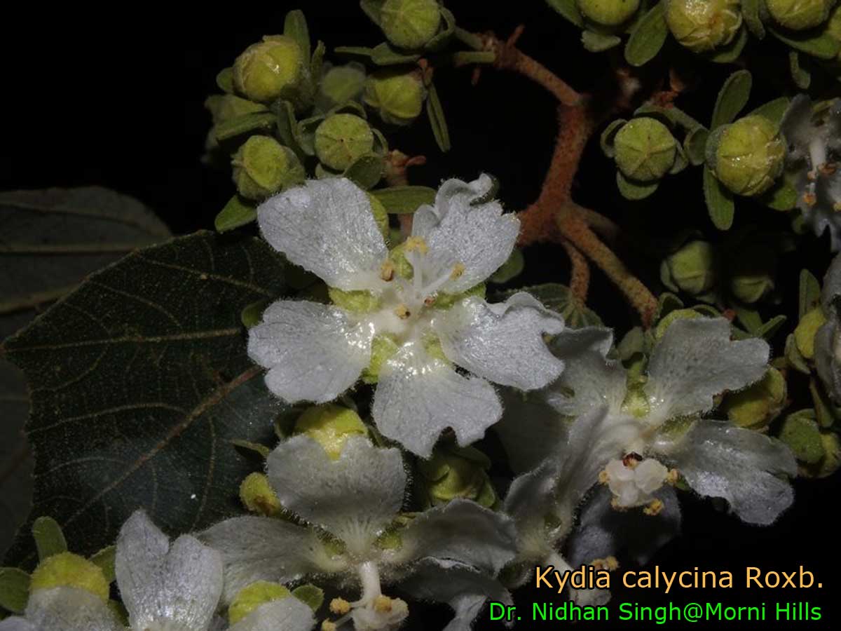 Medicinal Plants: Kydia calycina, pulia, pola, warang, Motihirwani