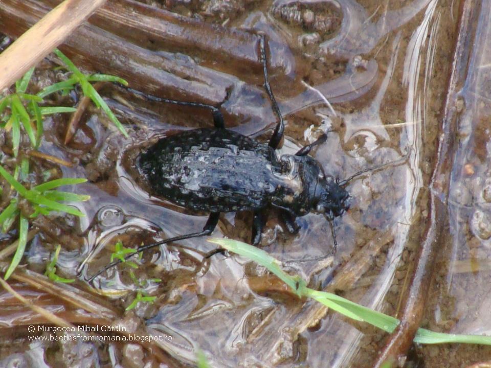 Beetles from Romania: Carabus (Hydrocarabus) variolosus