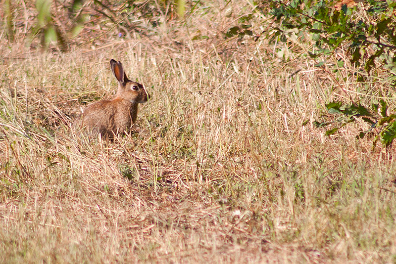 Más allá de mi jardín: Conejo común - Oryctolagus cuniculus