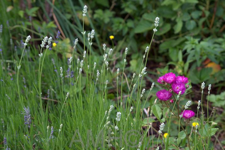 ...A rose is a rose is a rose...: Hiawatha...