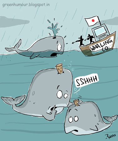 Green Humour: Whaling cartoons
