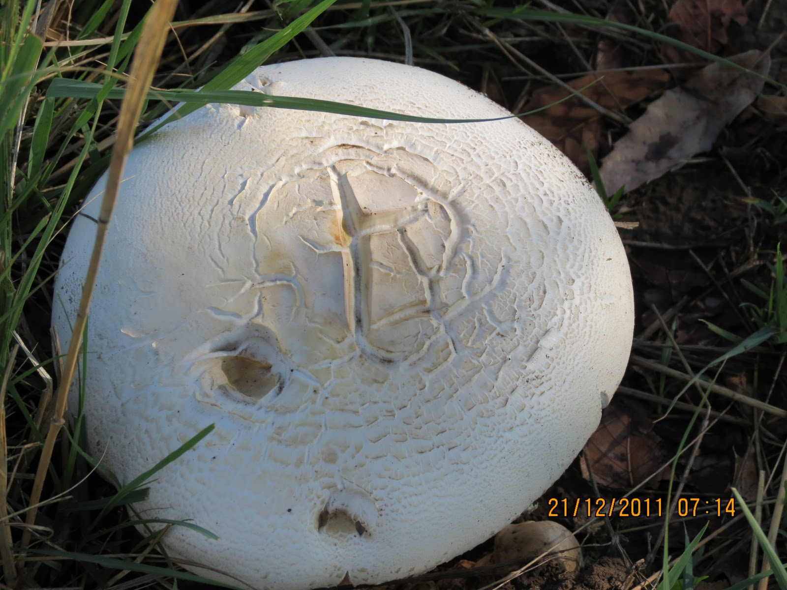 drakensview: i'Khowe mushrooms.