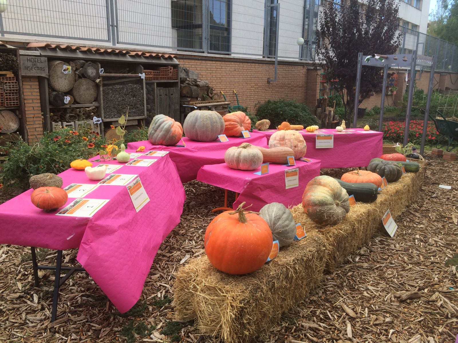 AMPA COLEGIO PÚBLICO ISAAC ALBÉNIZ: NUESTRO HUERTO PARTICIPANTE EN UN ...