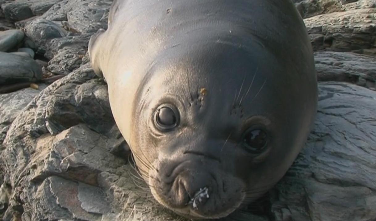 Sevimli Fok Balığı Resimleri ~ Resimler Diyarına Hoşgeldiniz