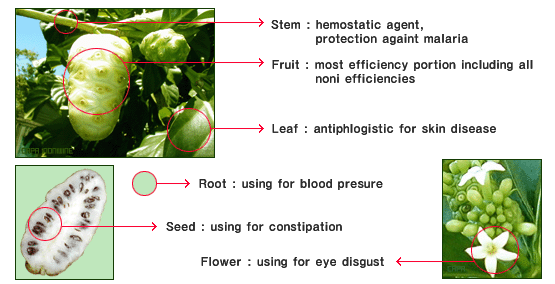 Catatan Kecil Tentang Buah: Kudu - Mengkudu - Pace