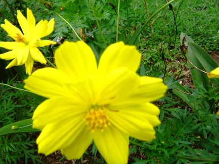 tokobungakarangan: Cosmos.. Bunga Kenikir Yang Mencerahkan Hari.