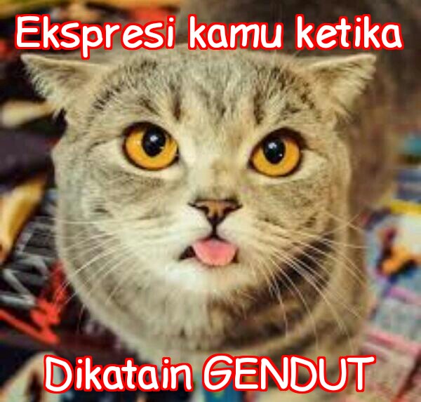 Kumpulan meme ekspresi kucing lucu