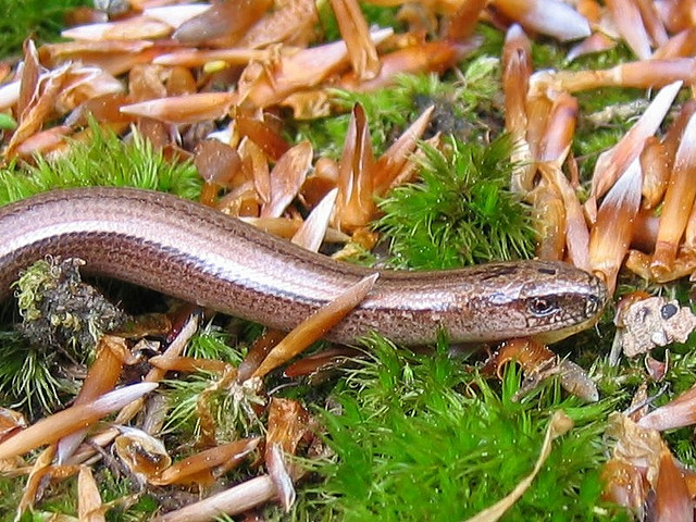 Species of UK: Week 12: Slow Worm (Anguis fragilis)