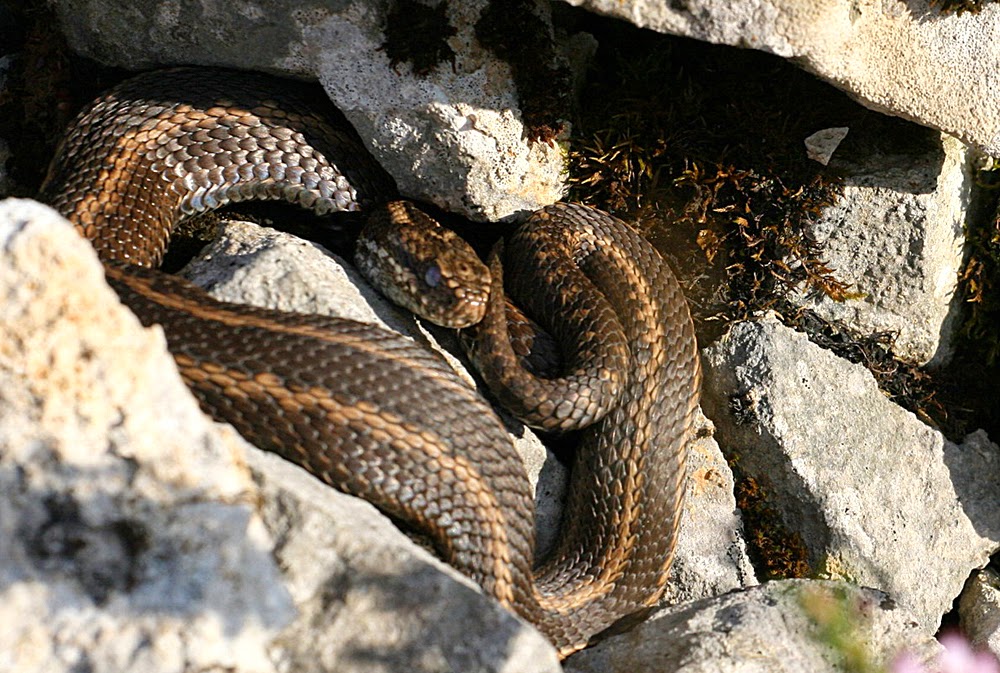 Belén Menéndez Solar: Víbora de Seoane (Vipera seoanei)