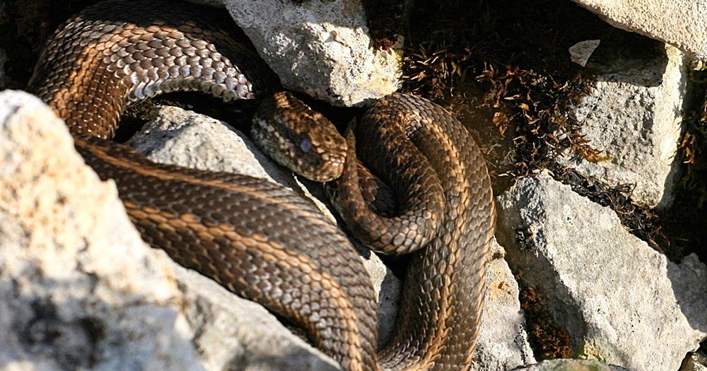 Belén Menéndez Solar: Víbora de Seoane (Vipera seoanei)