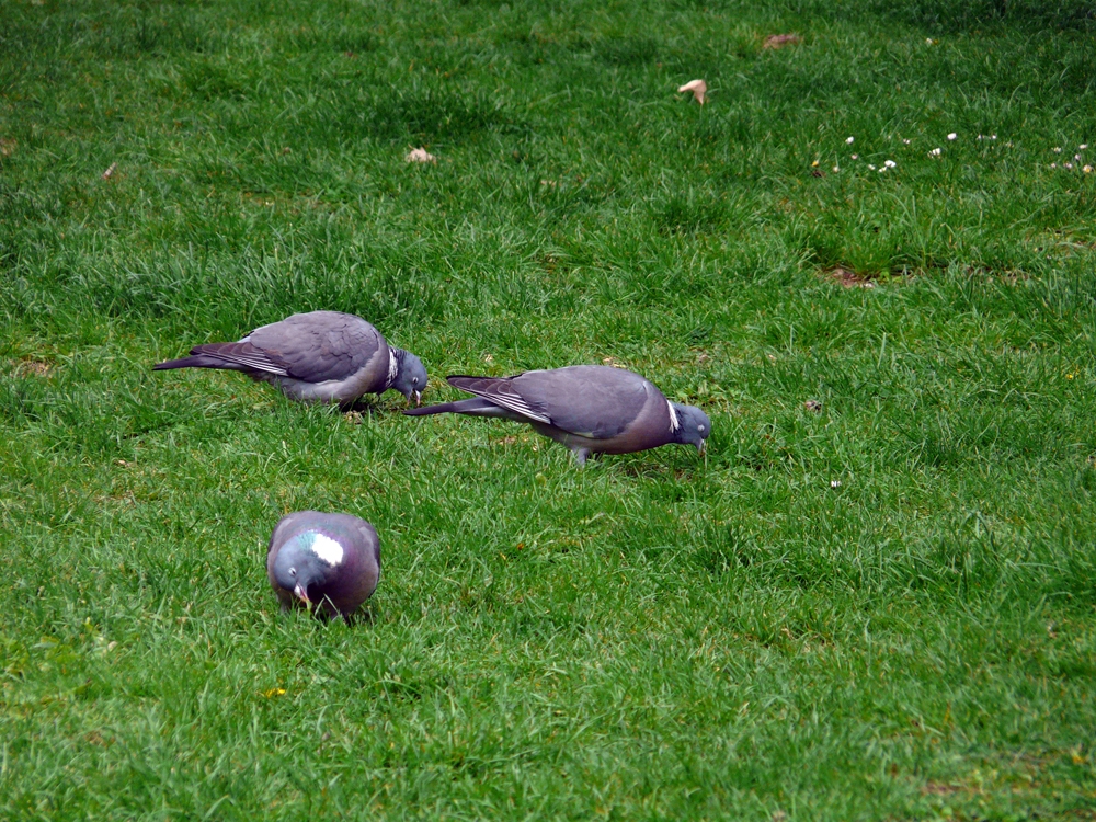Steppe birding (O mejor dicho pajareando por el secarral): Las Palomas ...