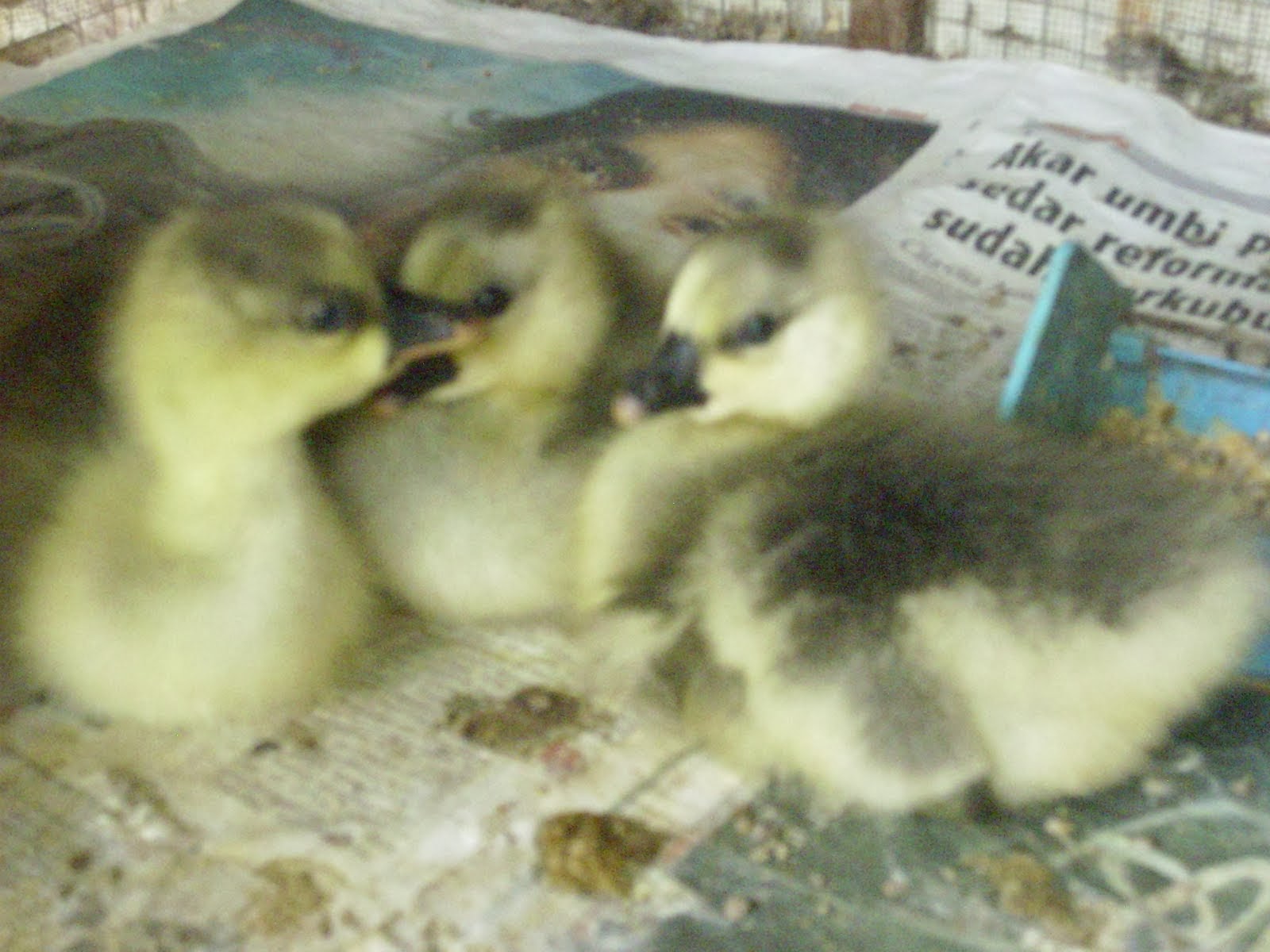 TERNAK UNGGAS: Anak Angsa