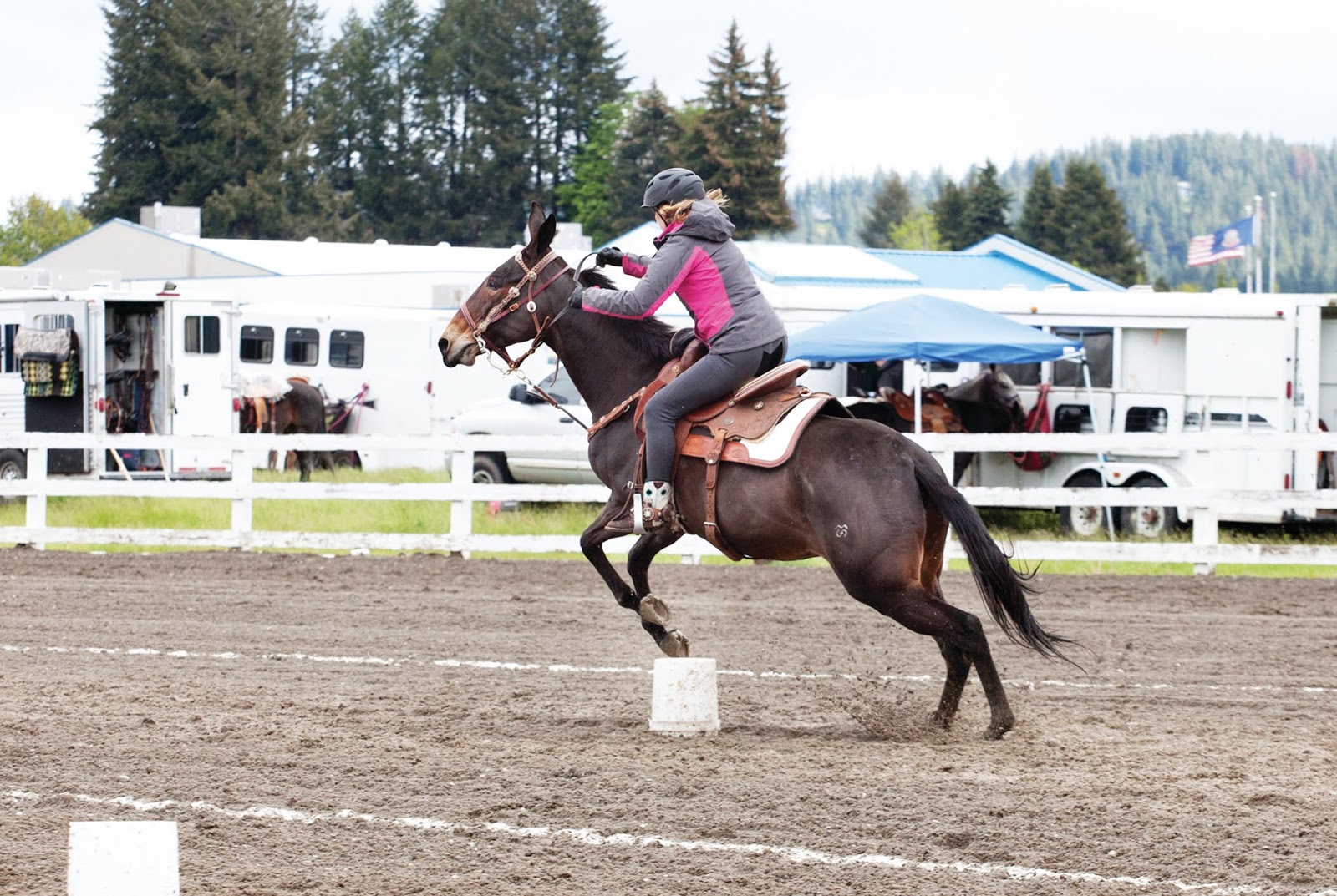 Mules and More Magazine: Repurposing Retired Race Mules