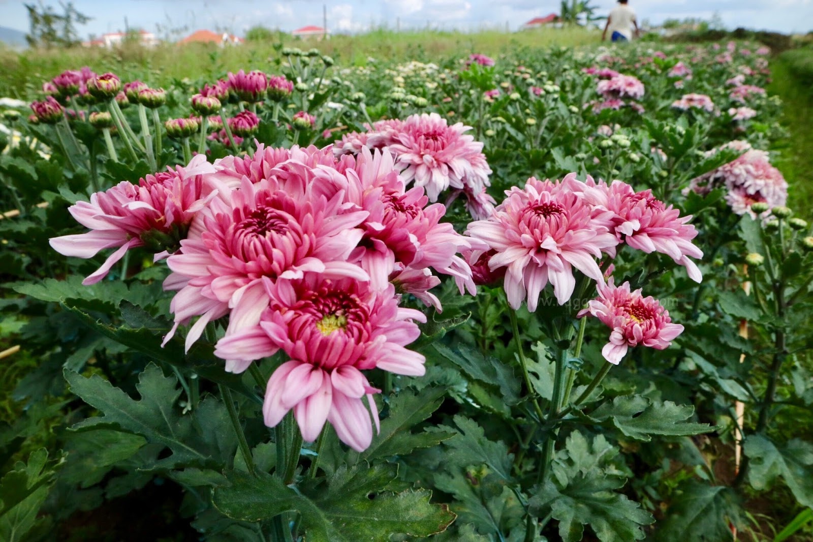 Sunflowers bloom in Naga's flower farms in Pacol ~ Naga City Deck