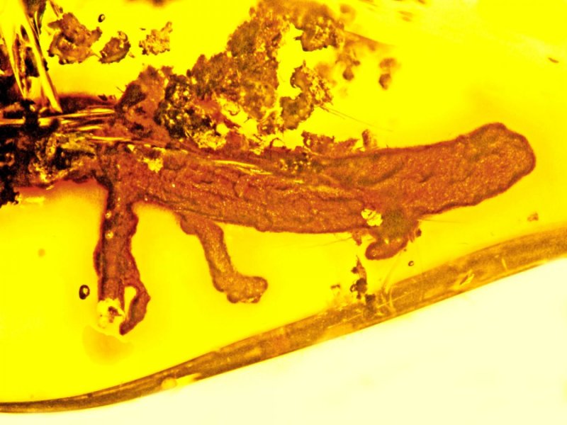 First-ever discovery of a salamander in amber sheds light on evolution ...