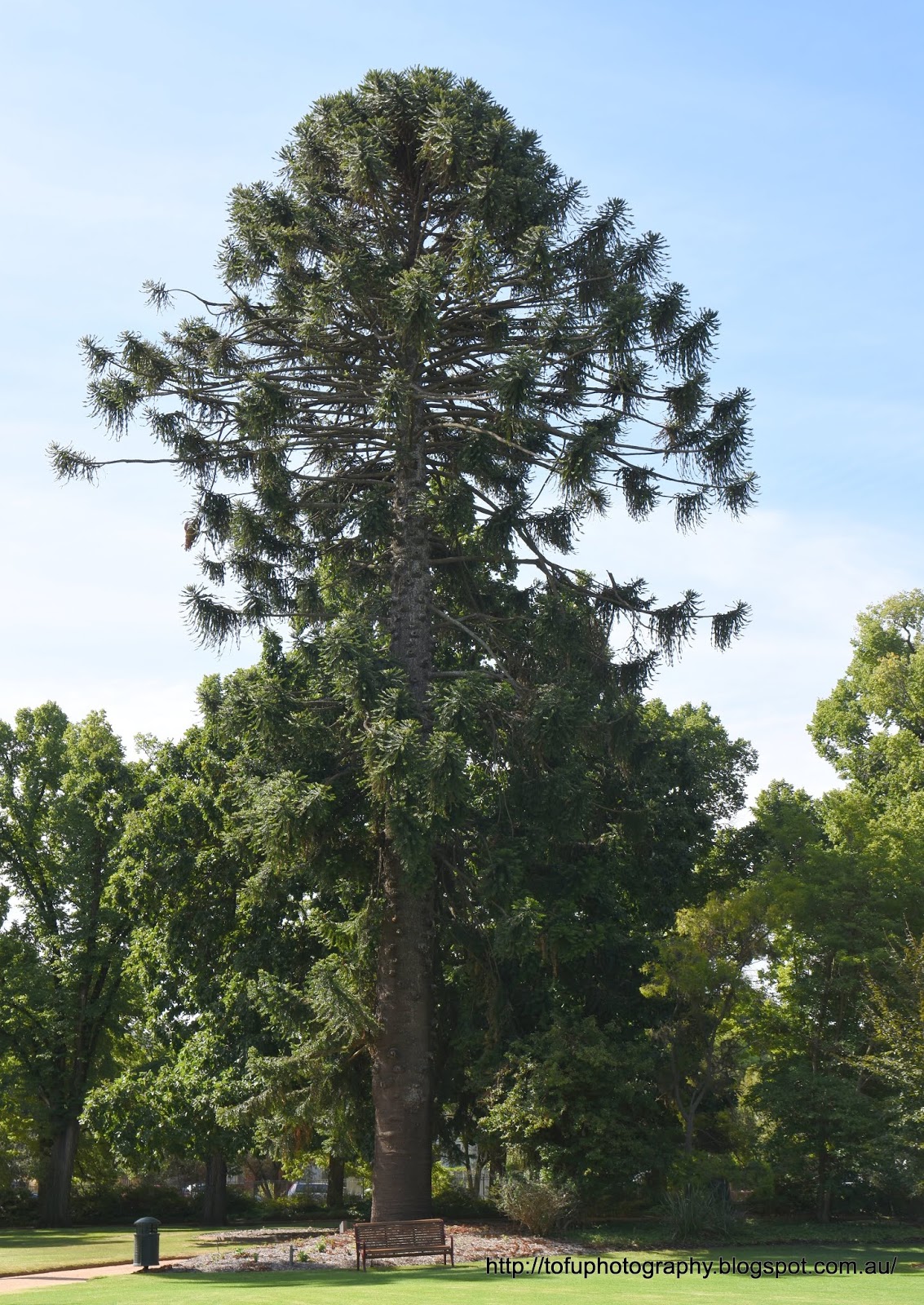 Tofu Photography: A giant Bunya Pine tree from Queensland in the ...