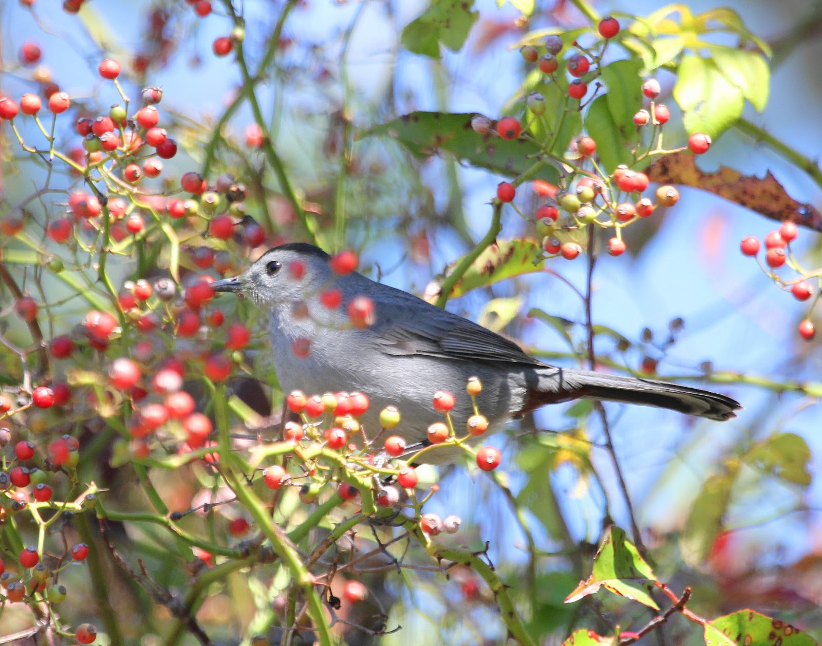 On the Wing: Rare Birds and Fall Migration on Virginia's Eastern Shore