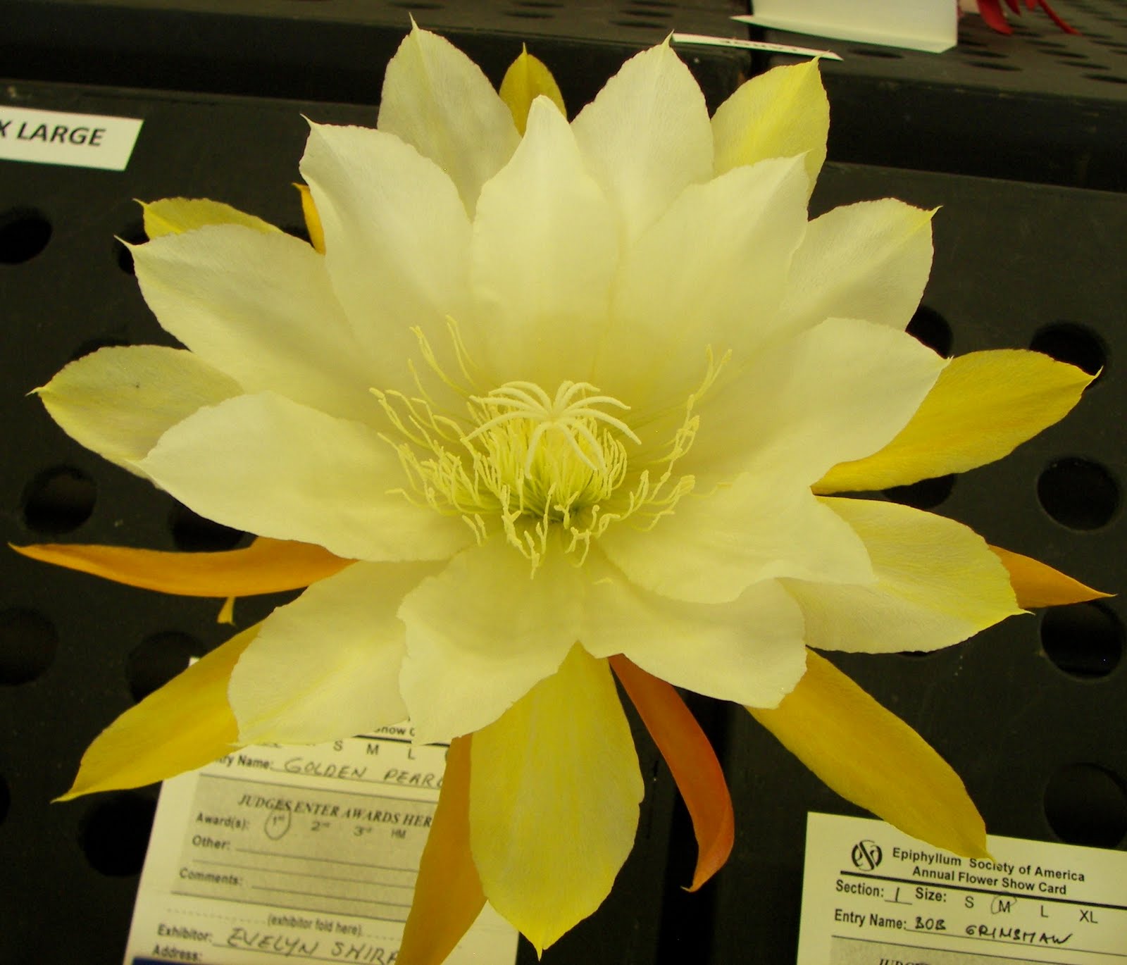 The Epiphyllum Garden: Epiphyllum Society of America, annual show 2011